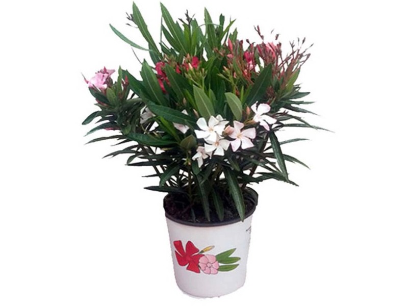 Oleander Trio - wys. 20-30 cm kupuj w OBI