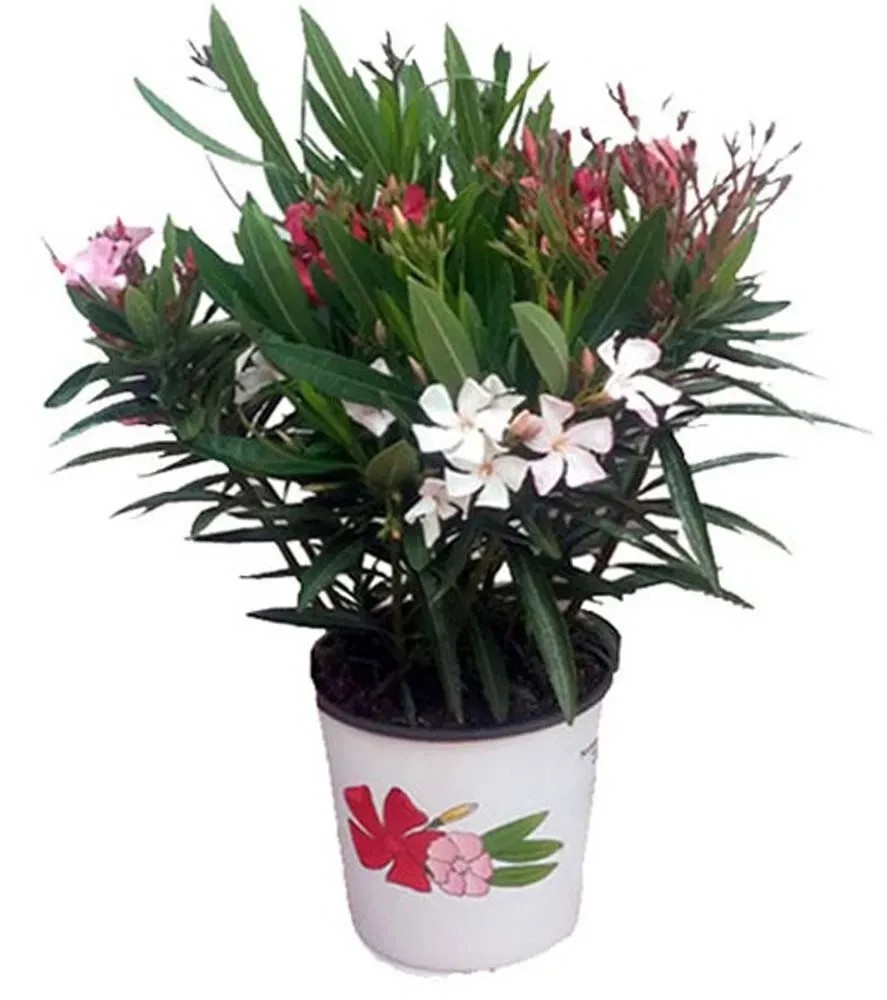 Oleander Trio - wys. 20-30 cm kupuj w OBI