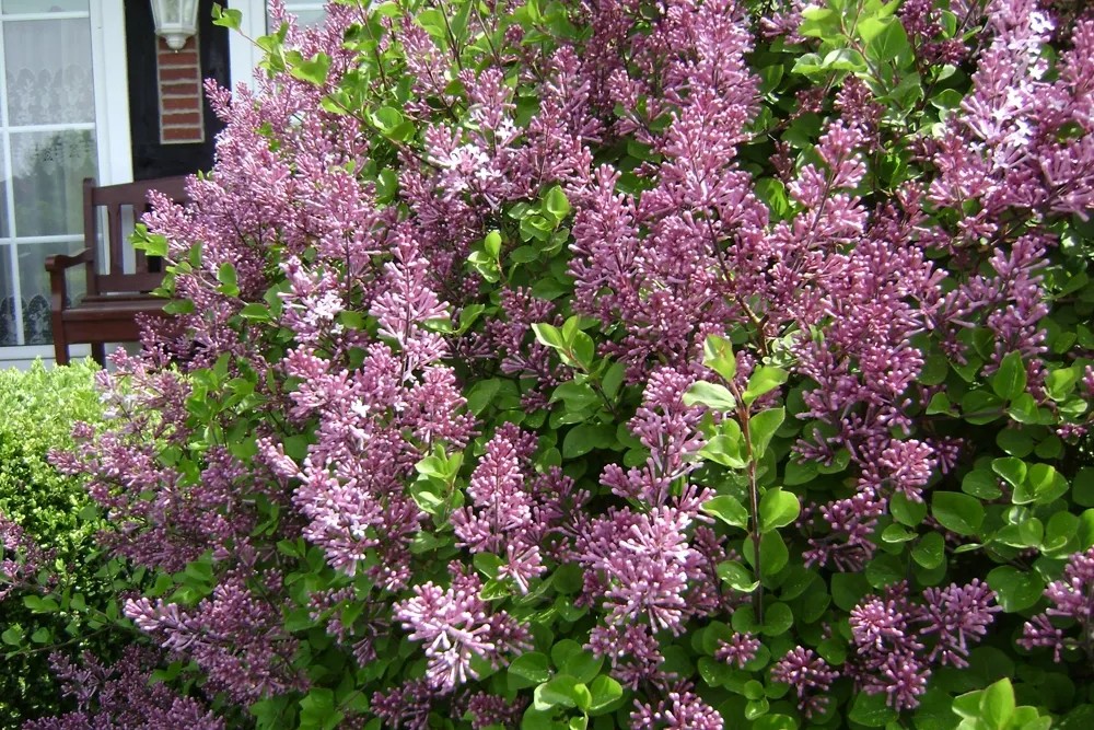 Bez - Lilak (Syringa Meyera Palibin) wys. 25cm don. 2L kupuj w OBI