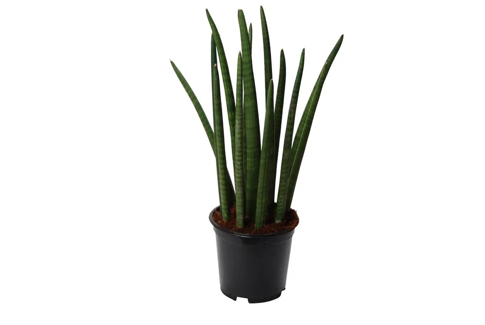 Sansewieria cylindryczna (Sansevieria cylindrica) Masoniana Victoria ...