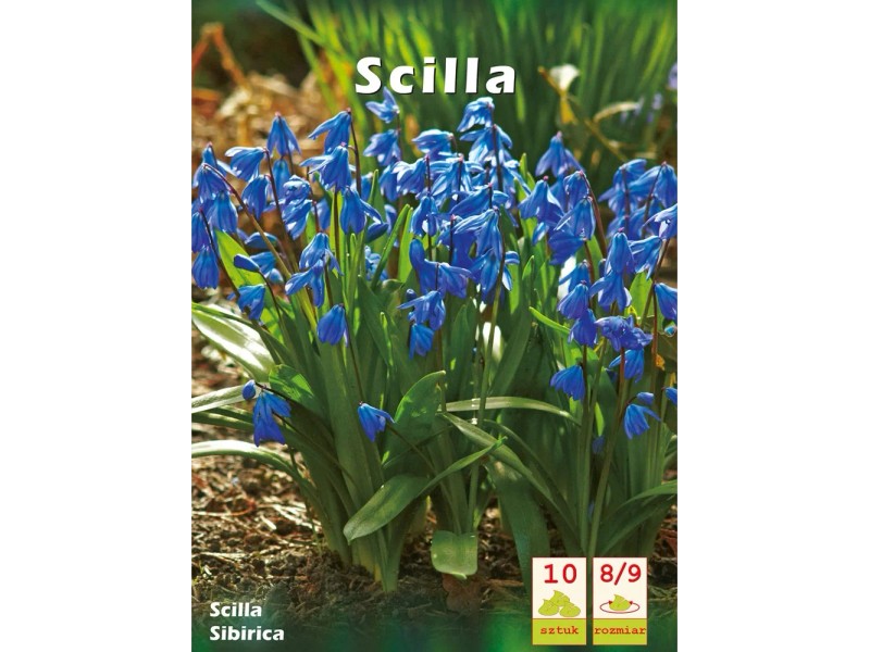 Cebulica syberyjska (Scilla Siberica) - 10 szt.